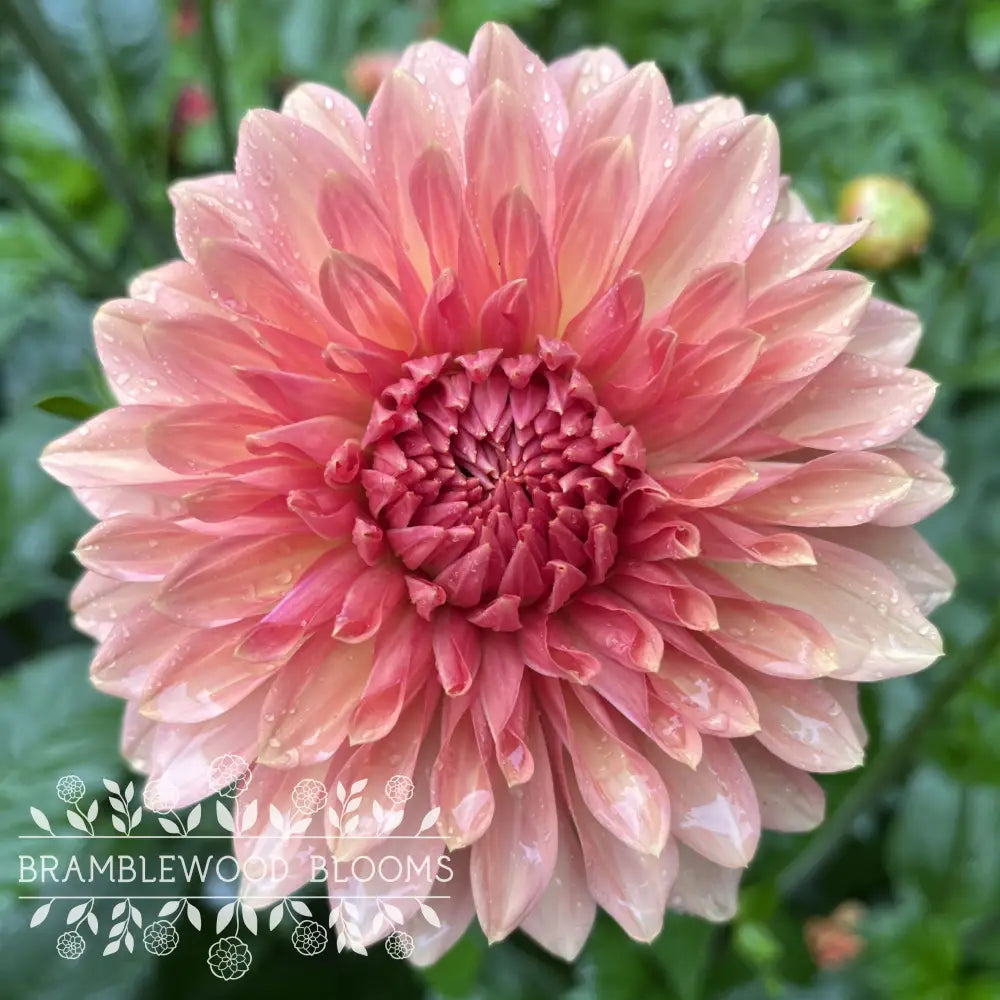 Cara Elizabeth (Limit 1) – Bramblewood Blooms