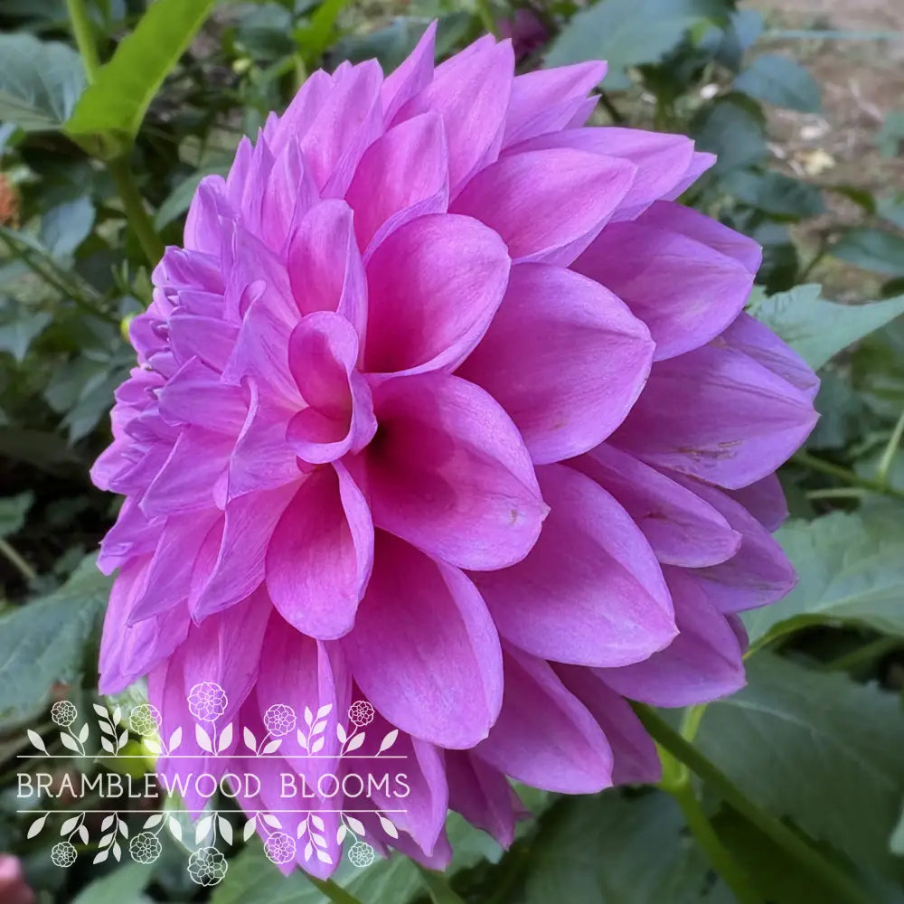 Clearview Neta – Bramblewood Blooms