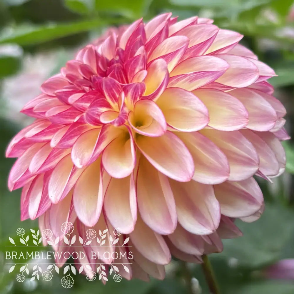 Foxy Baby? (Please Read) – Bramblewood Blooms